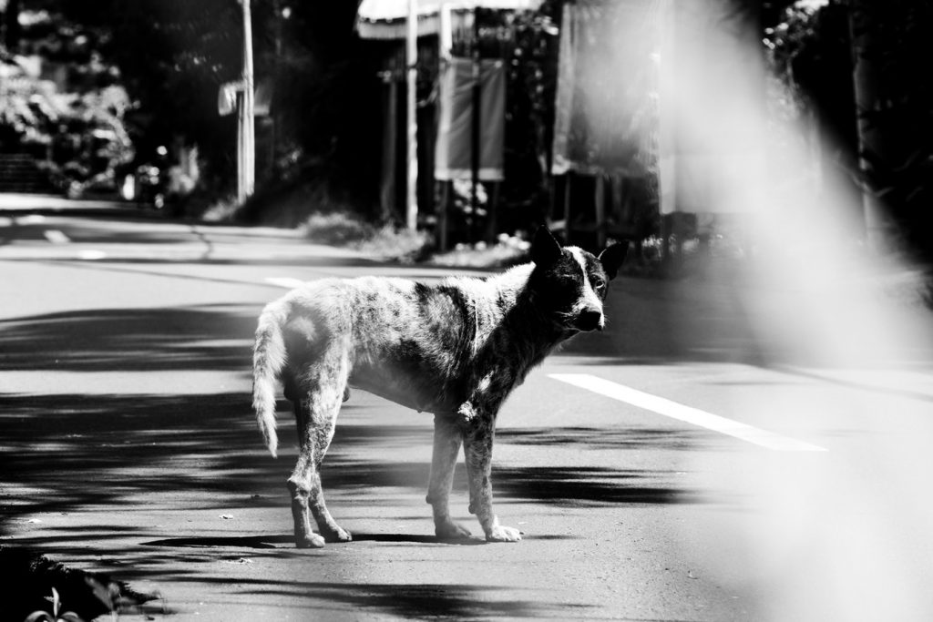 Bali Dog Refuge – Save Bali Dogs